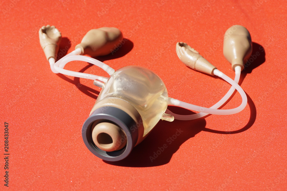 Simulation medicine model of the uterus, ovaries and Fallopian tubes ...