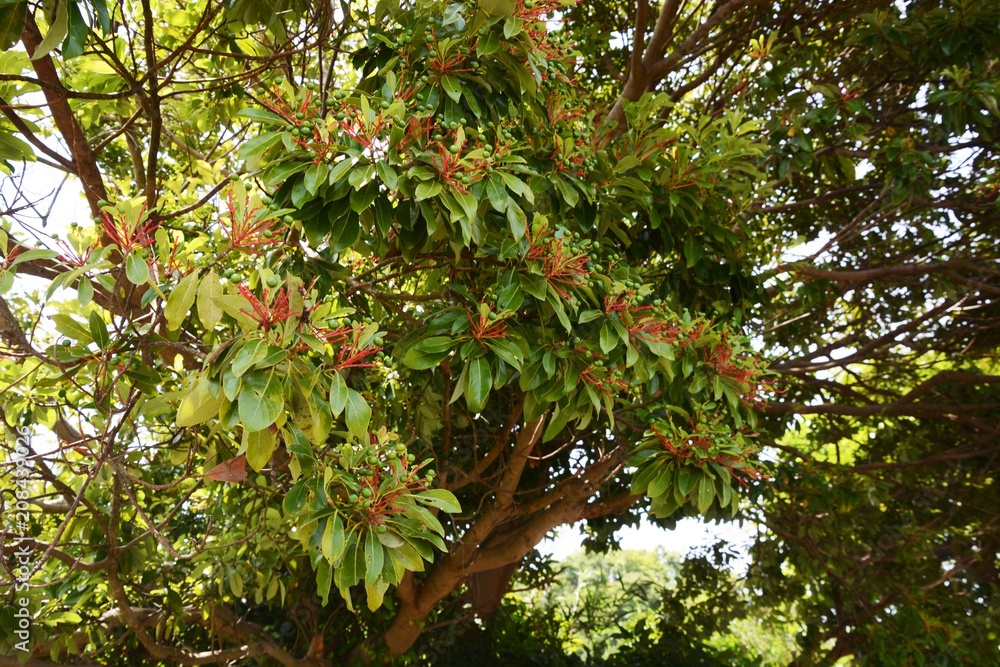 Nuts of Machilus thunbergii(Persea thunbergii) Stock Photo | Adobe Stock
