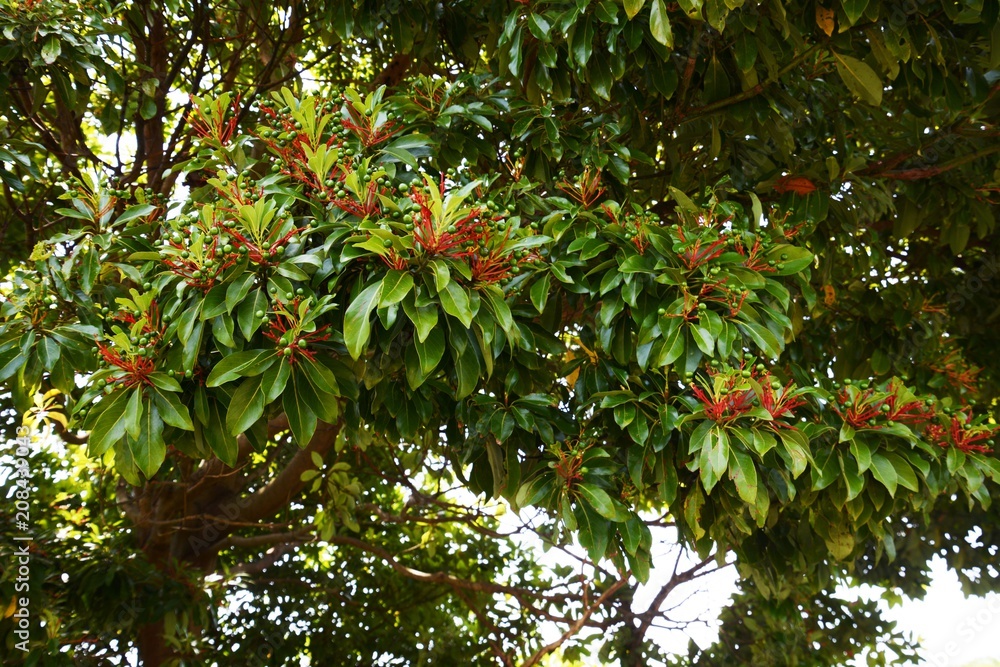 Nuts of Machilus thunbergii(Persea thunbergii) Stock Photo | Adobe Stock