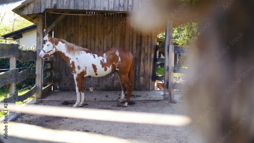 Video „Horse in outer stables dolly shot 4K. Dolly sliding from right ...