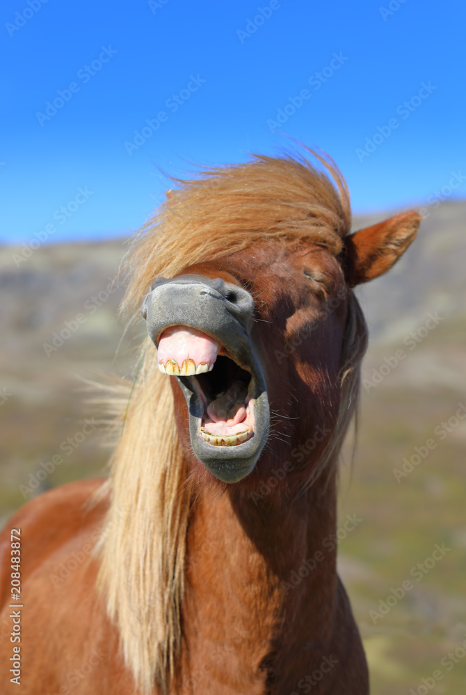 Horse Laughing