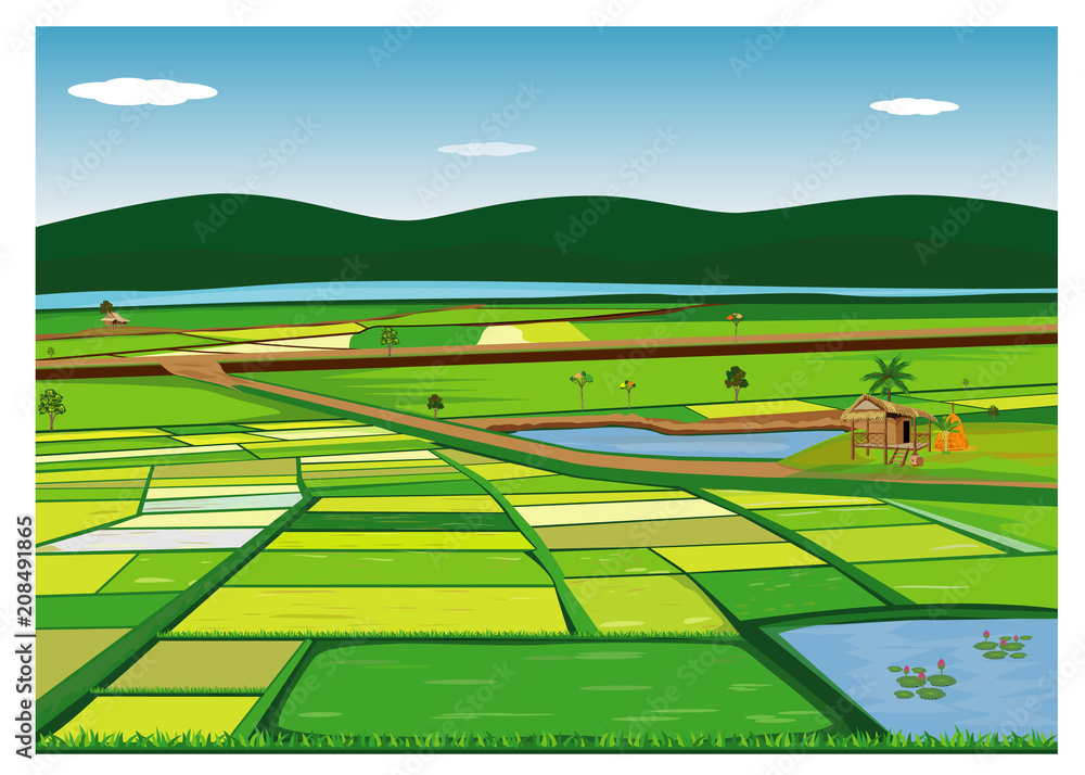 large paddy field vector design เวกเตอร์สต็อก | Adobe Stock