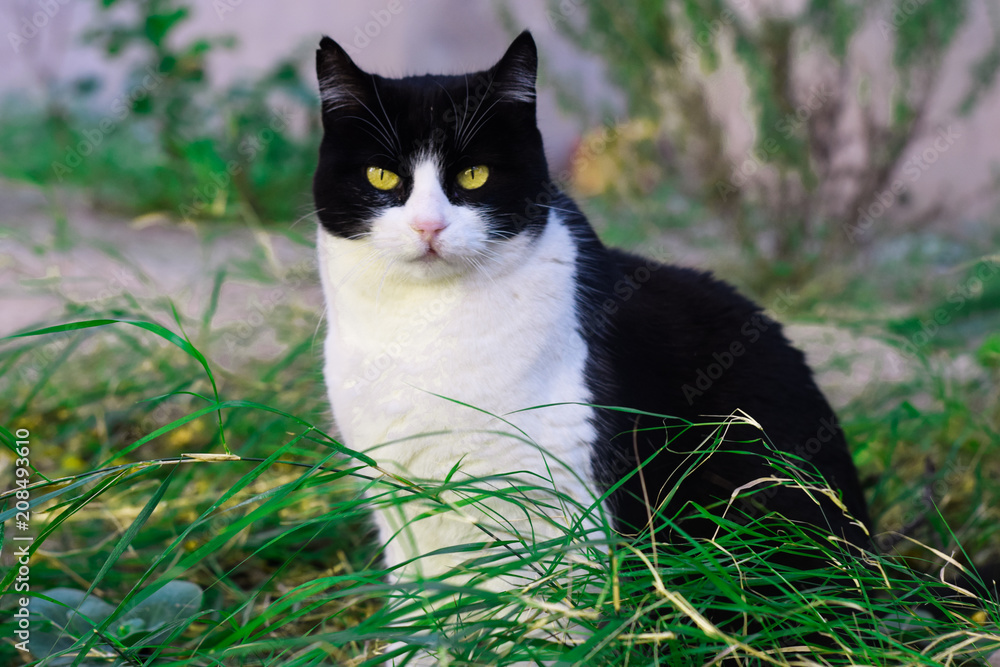 Gato con mirada penetrante Stock Photo | Adobe Stock