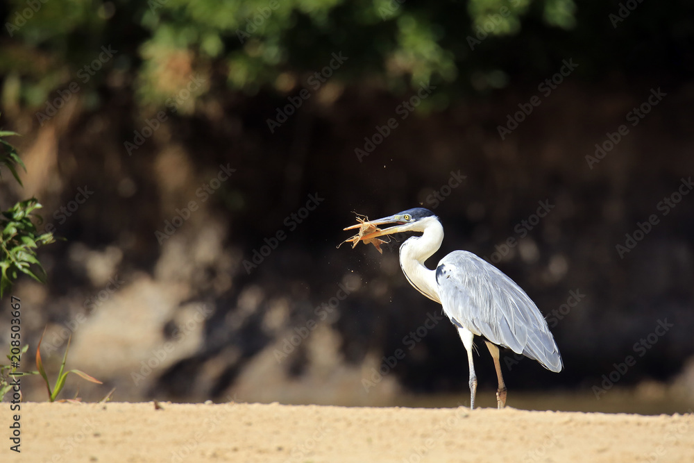 Anhinga (aka Snakebird, American Darter) on Sand Bank, with a Freshly ...