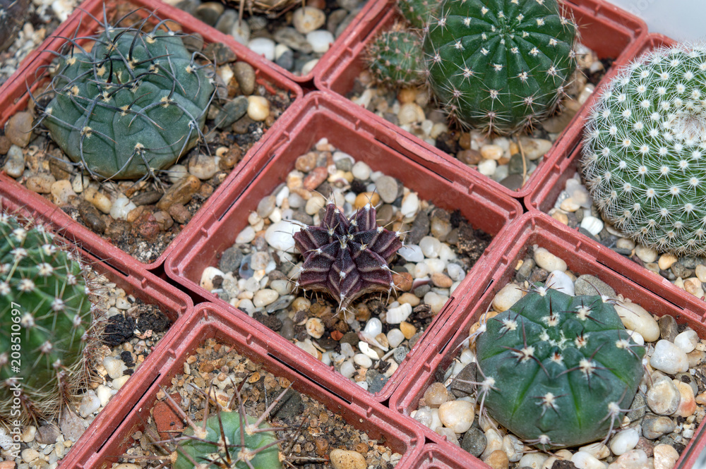 Beautiful purple cactus gymnocalycium mihanovichii v. friedrichii cv ...