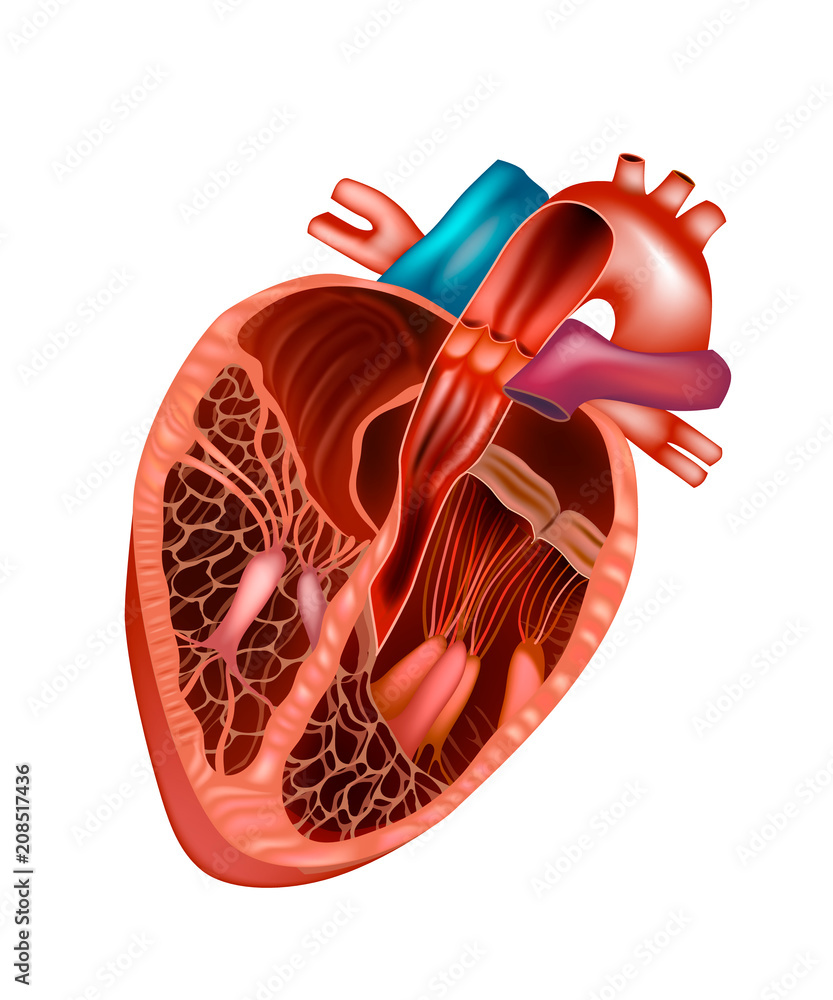 HEART ANATOMY cross section. Part of the human heart Stock Vector ...