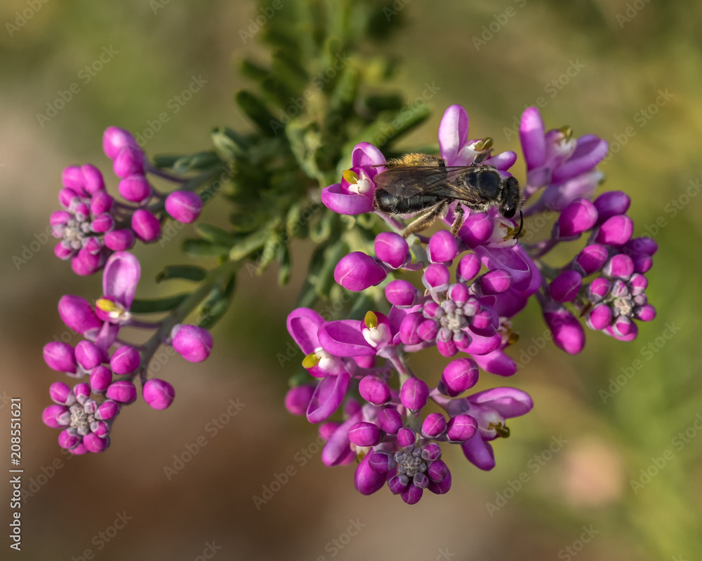 Close-up of Pink Matchheads (Comesperma ericinum) wildflowers with an ...