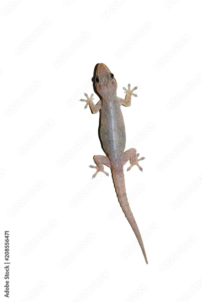 Gecko White Background