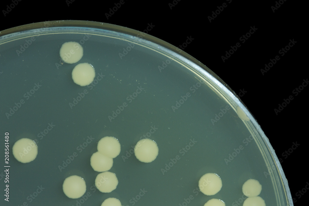 Bacillus sp. on Trypticase soy agar agar plate . Colony bacteria on ...