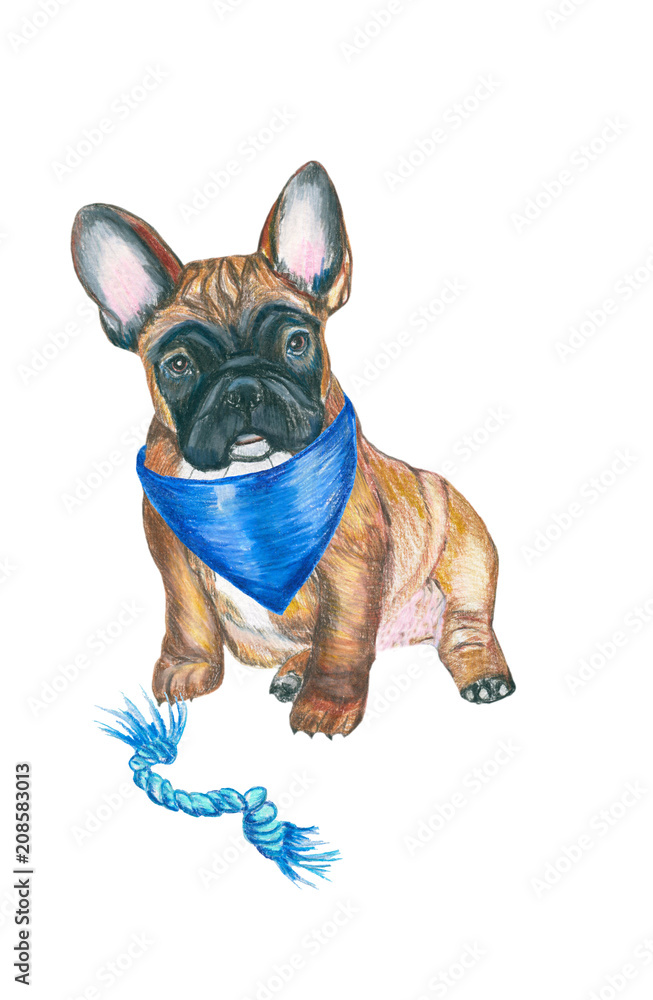 Dog breed French bulldog. Hand painting . Watercolor pencil. For ...