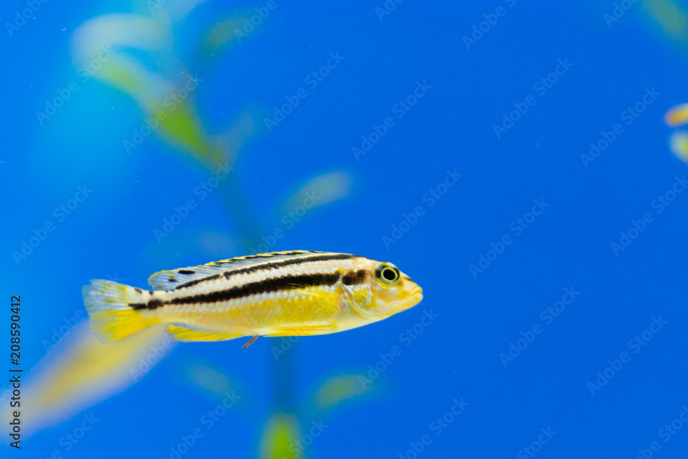 Auratus cichlid Melanochromis auratus golden mbuna aquarium fish Stock ...