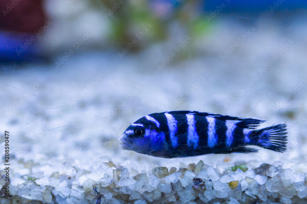 Cichlid or Cichlidae blue tropical fish in aquarium. African Cichlid ...