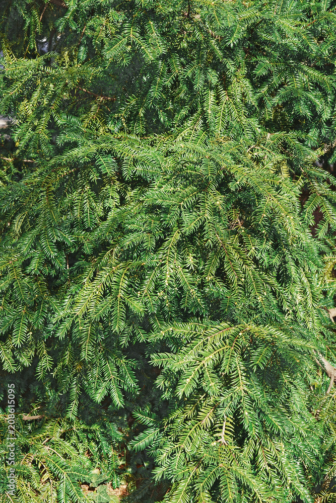 Japanese torreya (Torreya nucifera). Called Japanese nutmeg-yew and ...