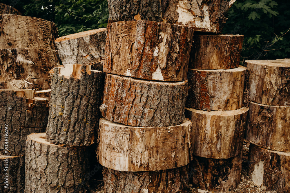 Wooden natural sawn logs closeup, texture background. Cross section of ...