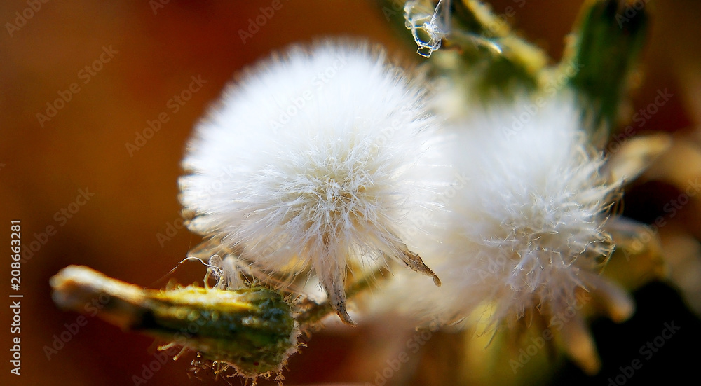 flor del diente de león. flores que soplas y vuelan foto de Stock ...