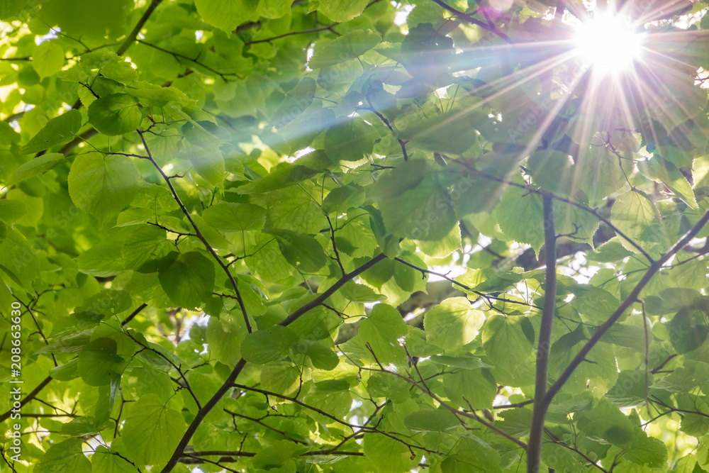 Blooming branches of the Apple tree and the sun. Bright rays of the sun ...