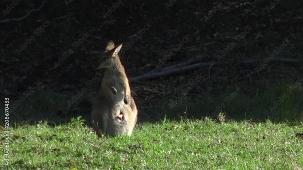 Australian Wallabies (not kangaroos) roam and feed freely in the bush ...