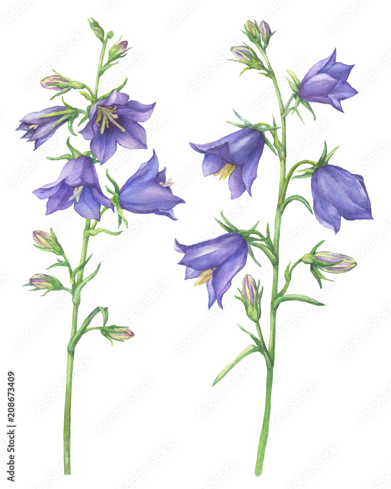 Ilustrace „Branch with lilac garden flowers of Cam­panula persicifolia ...