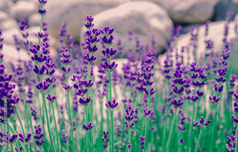 Wild Lavender Fields