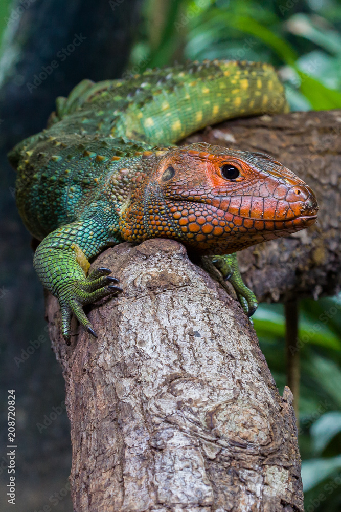 Caiman Lizard Stock Photo | Adobe Stock