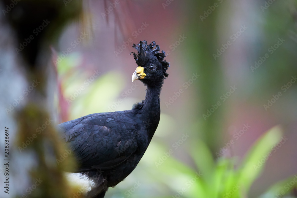 Portrait of Great Curassow, Crax rubra, vulnerable, pheasant-like bird ...