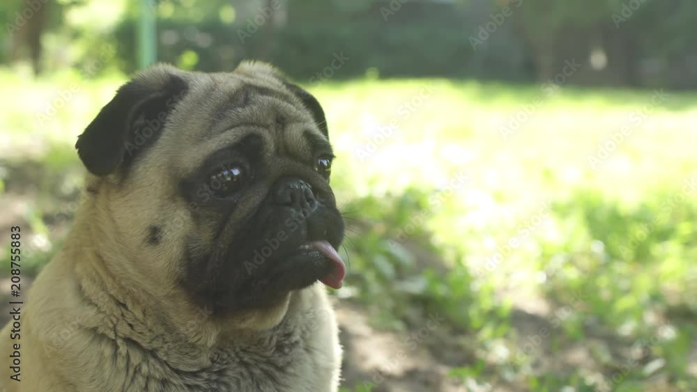 Cute, pretty pug dog sitting on the grass. Looking around with ...
