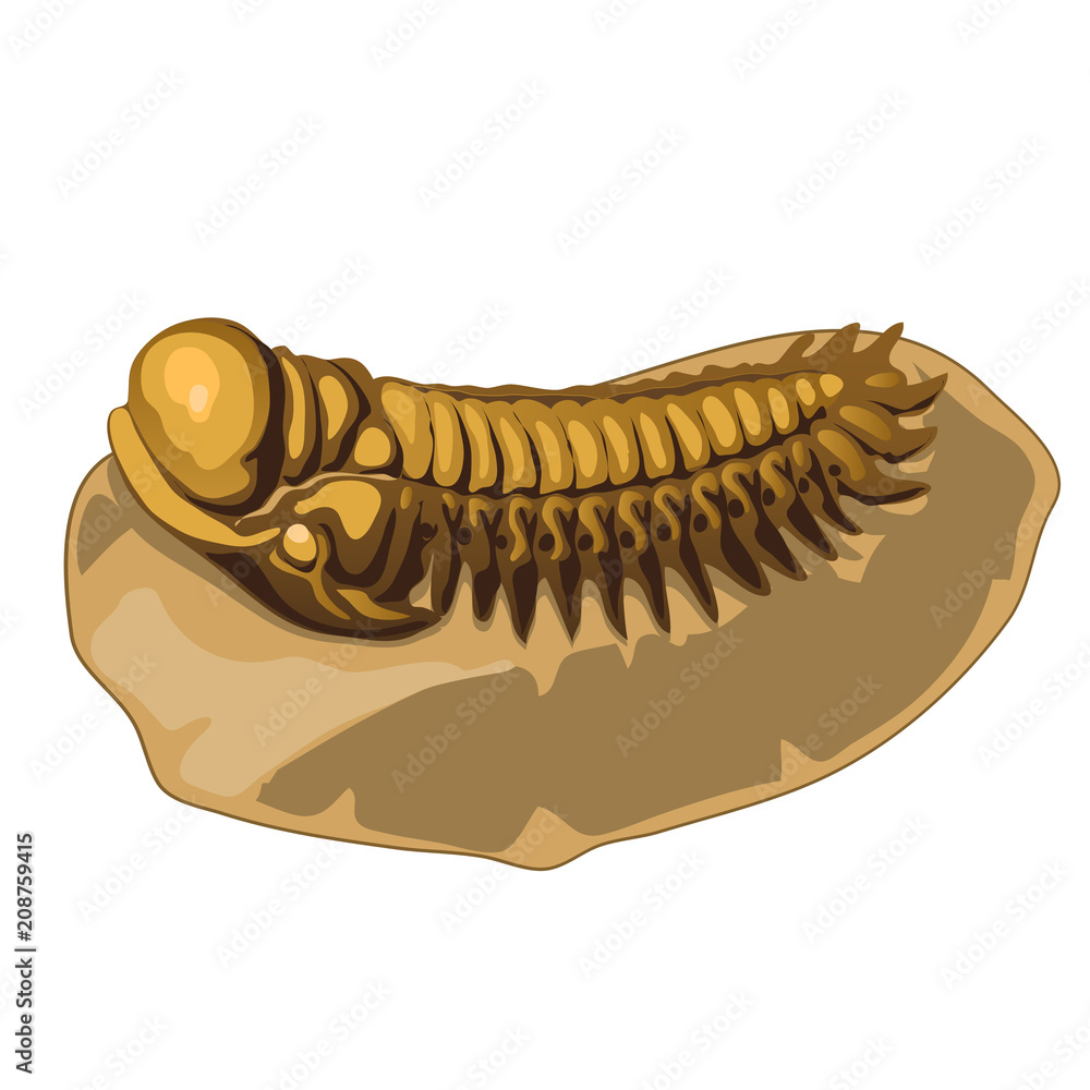 Fossilized prehistoric trilobite on isolated white background. Vector ...