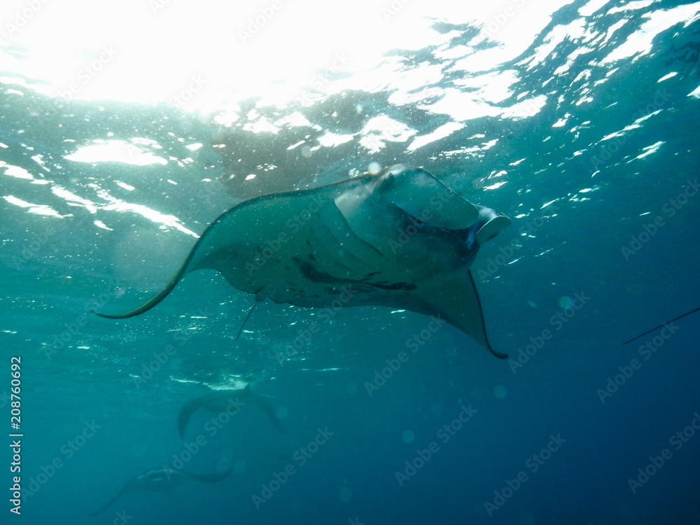 Reef manta ray-Manta alfredi-Riffmanta in the waters around Komodo ...