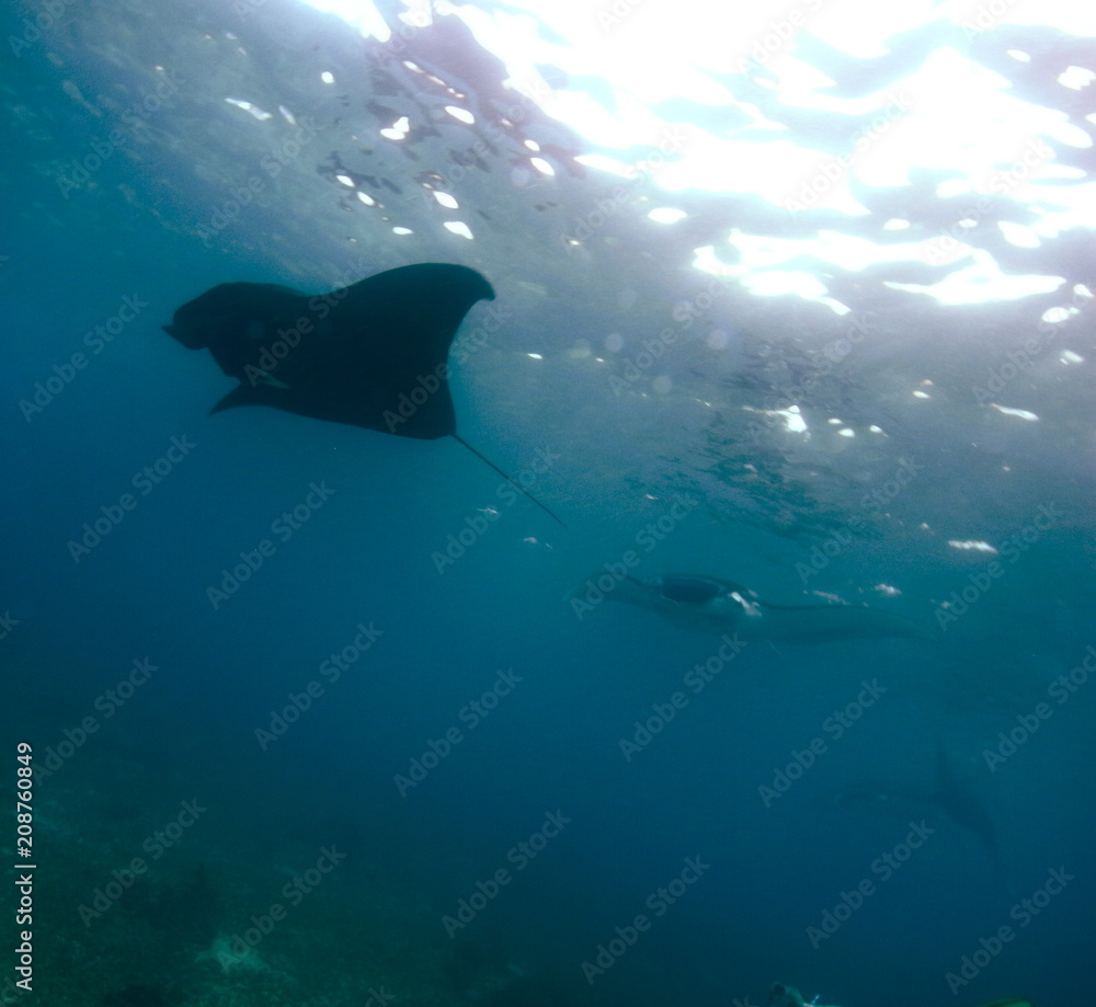 Reef manta ray-Manta alfredi-Riffmanta in the waters around Komodo ...
