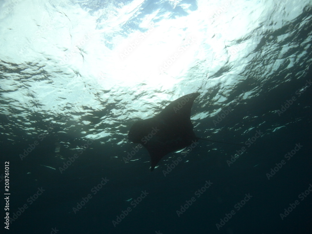 Foto de Reef manta ray-Manta alfredi-Riffmanta in the waters around ...