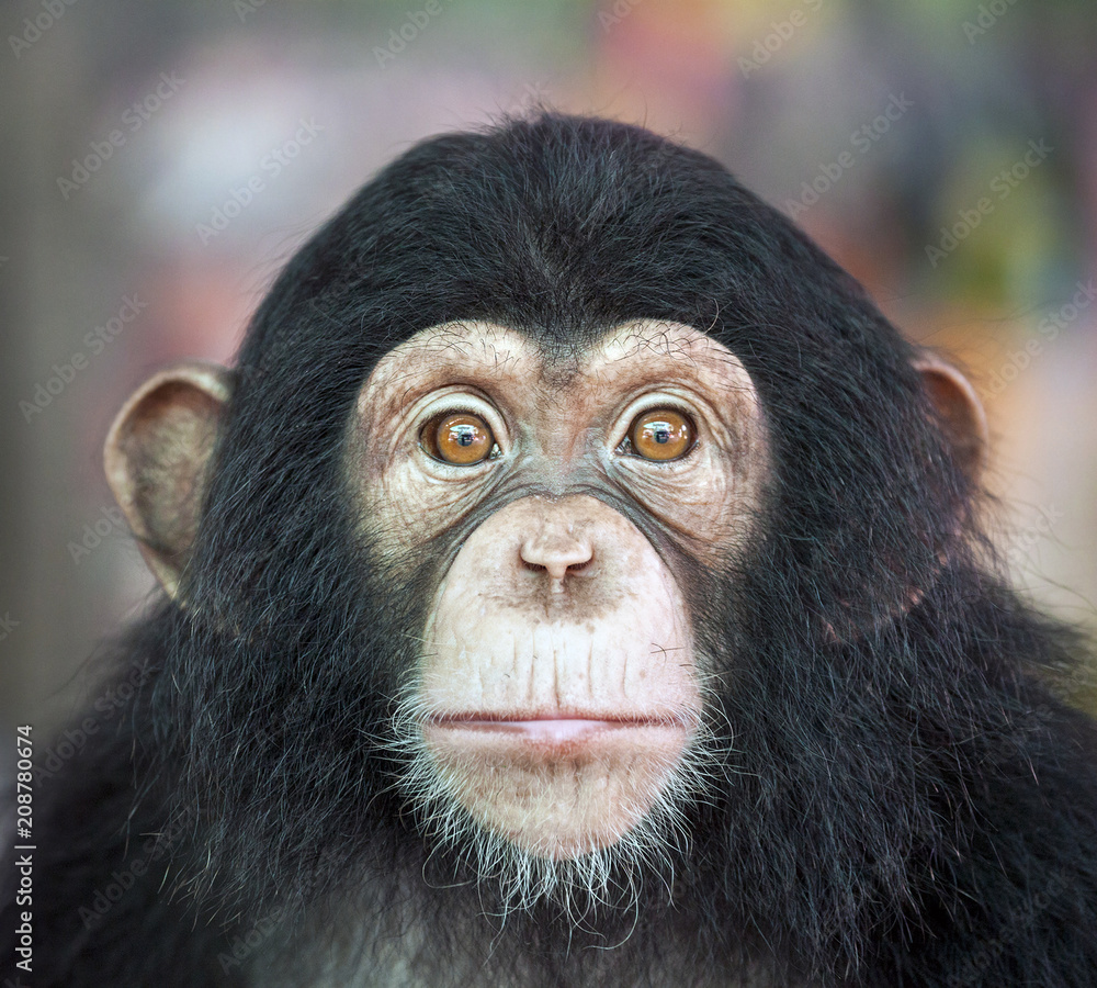 Chimpanzee funny. Stock Photo | Adobe Stock