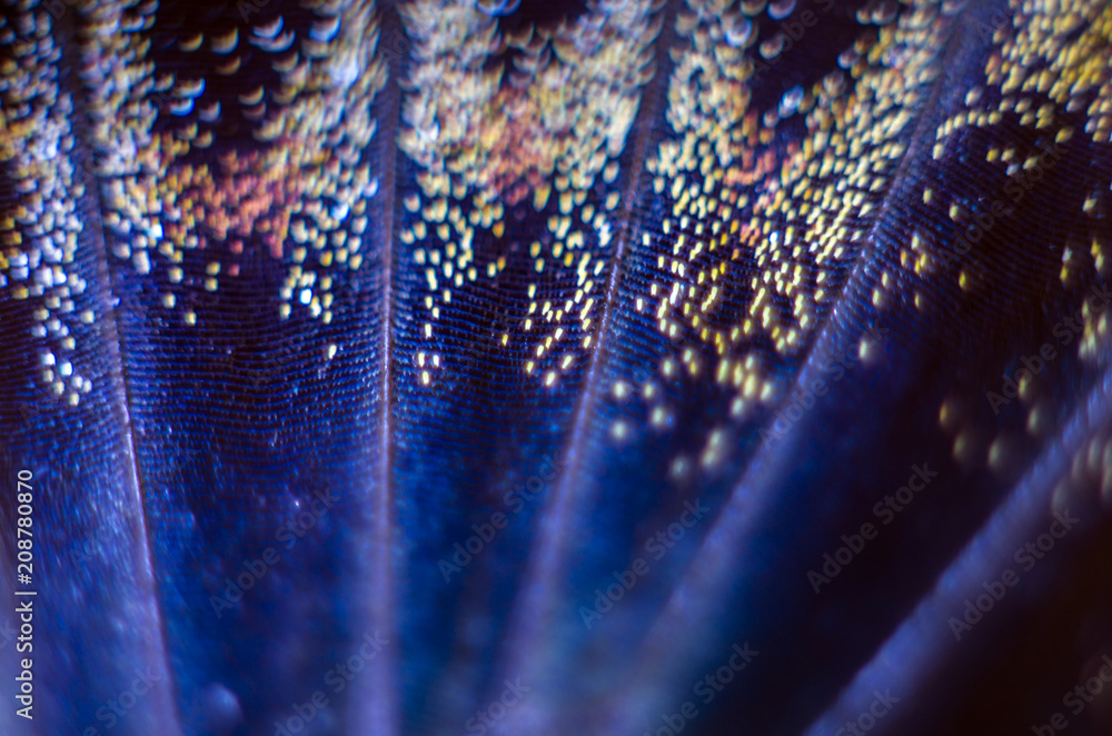 butterfly wings at higher magnification Stock Photo | Adobe Stock