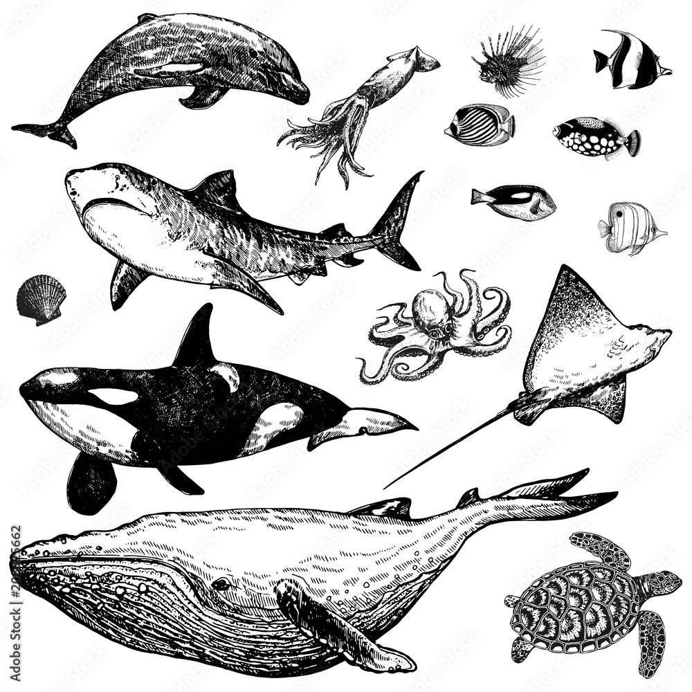 Set of hand drawn sketch style marine animals and tropical fish ...