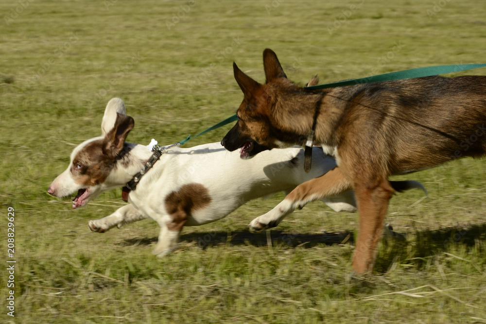 What Is Aggressive Dog Play