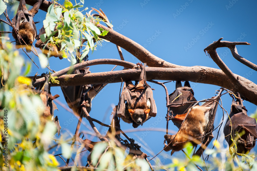 Flying Foxes, Katherine Australia Stock Photo | Adobe Stock
