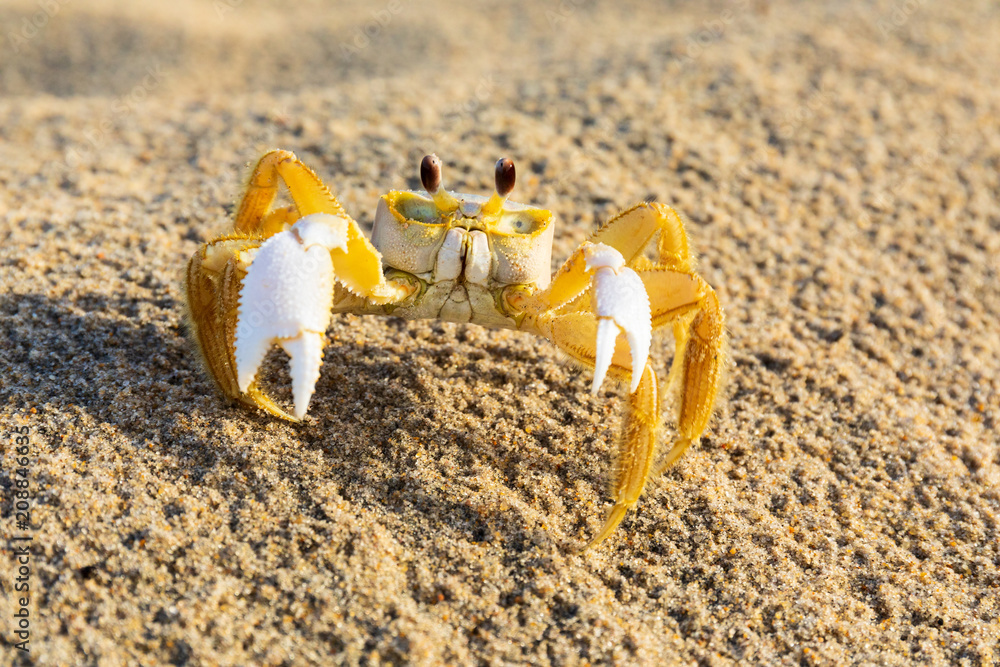 Crab standing on sandy beach shore in the Outer Banks of North Carolina ...