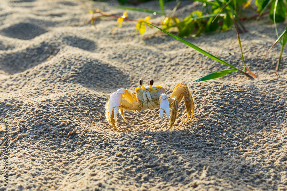 Ghost crab on sandy beach shore in the Outer Banks, North Carolina ...