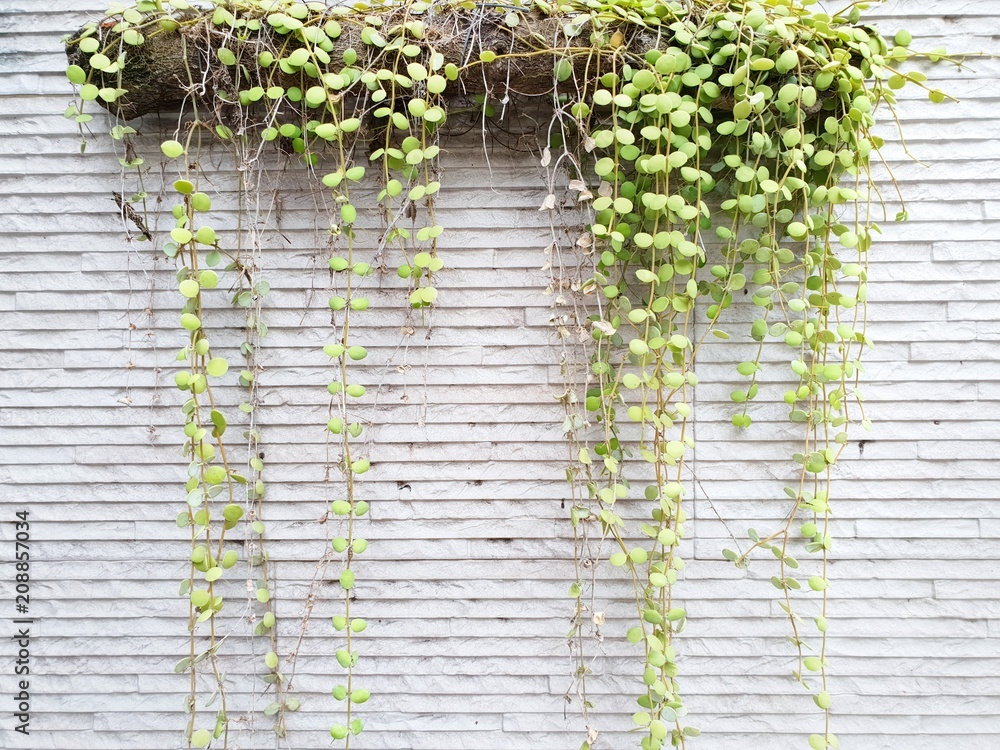 Dave trees, Green leaves hanging on the wall. nature wallpaper concept ...