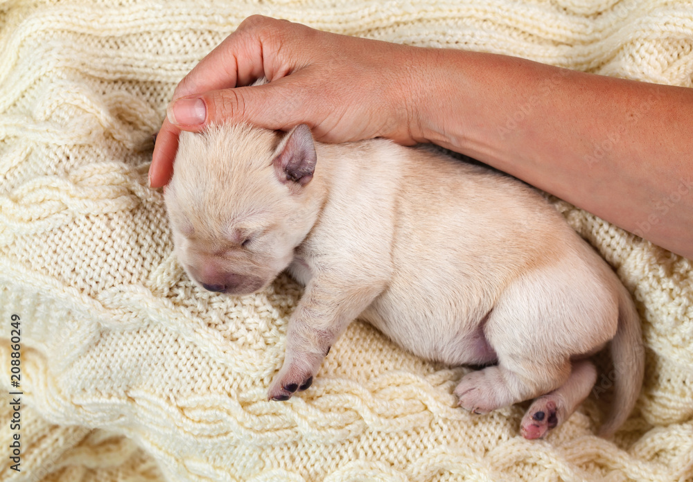 Newborn Yellow Lab Puppies