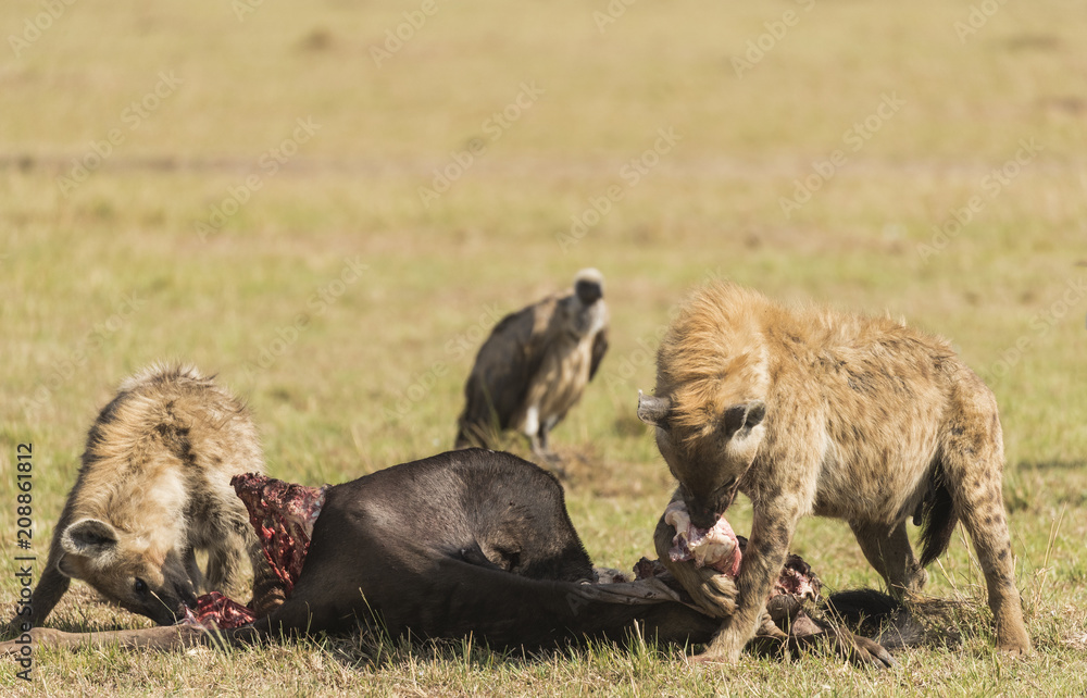 Hyenas eat corpse of a wildebeest observed by a vulture in the background Stock-Foto | Adobe Stock