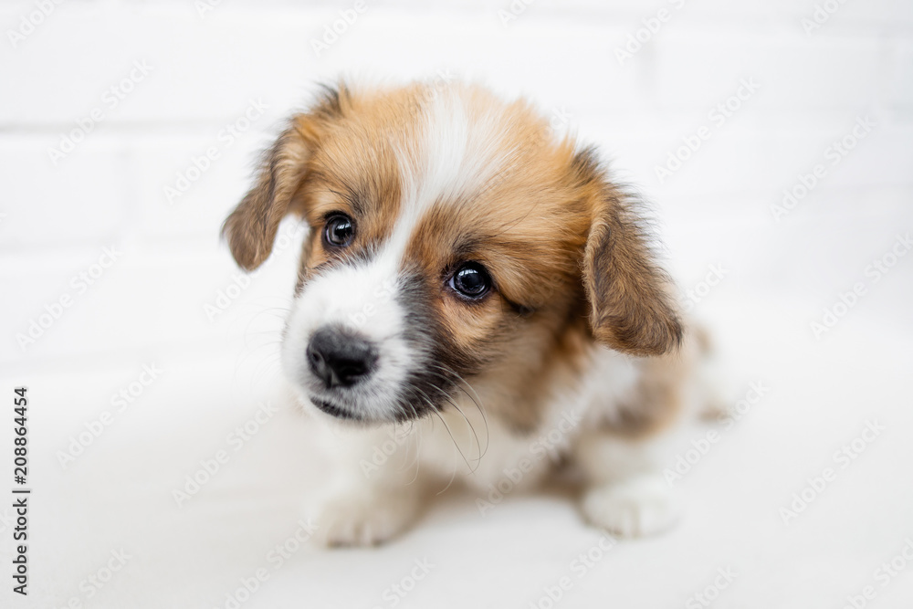 Begging Corgi