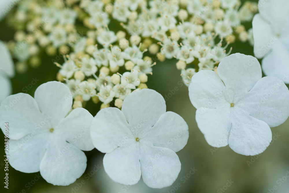 Unusual White Flowers