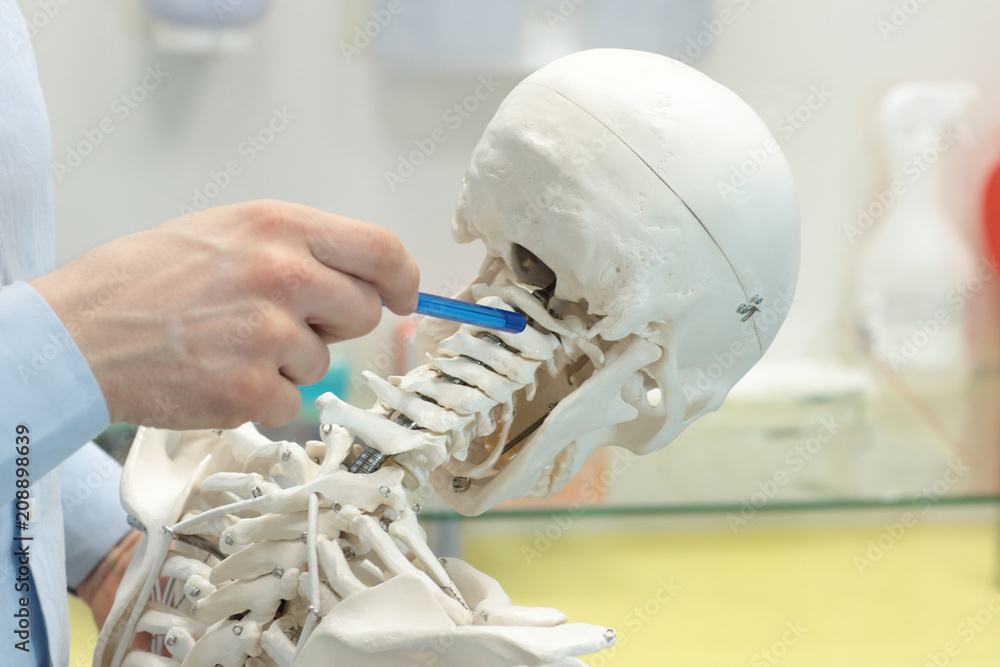expert pointing at cervical spine section human skeleton model as a ...