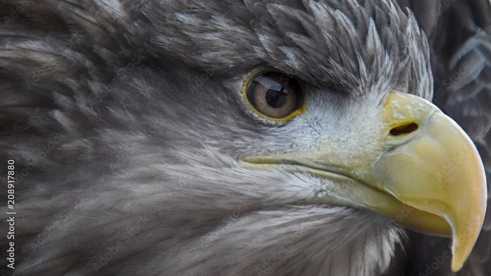 Sika the white tailed sea eagle, at the Burren Bird of Prey Centre ...