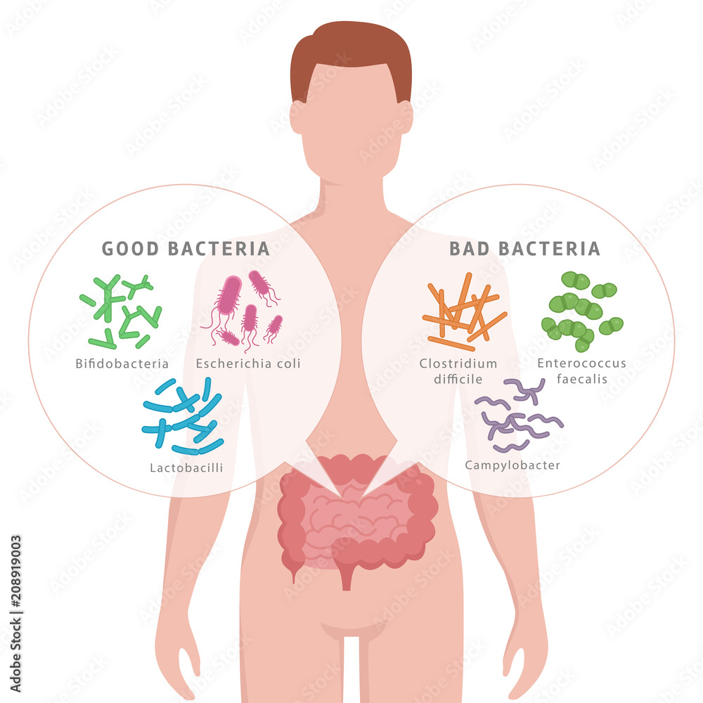 Good Bacteria and Bad Bacteria in human intestines. Bifidobacteria ...
