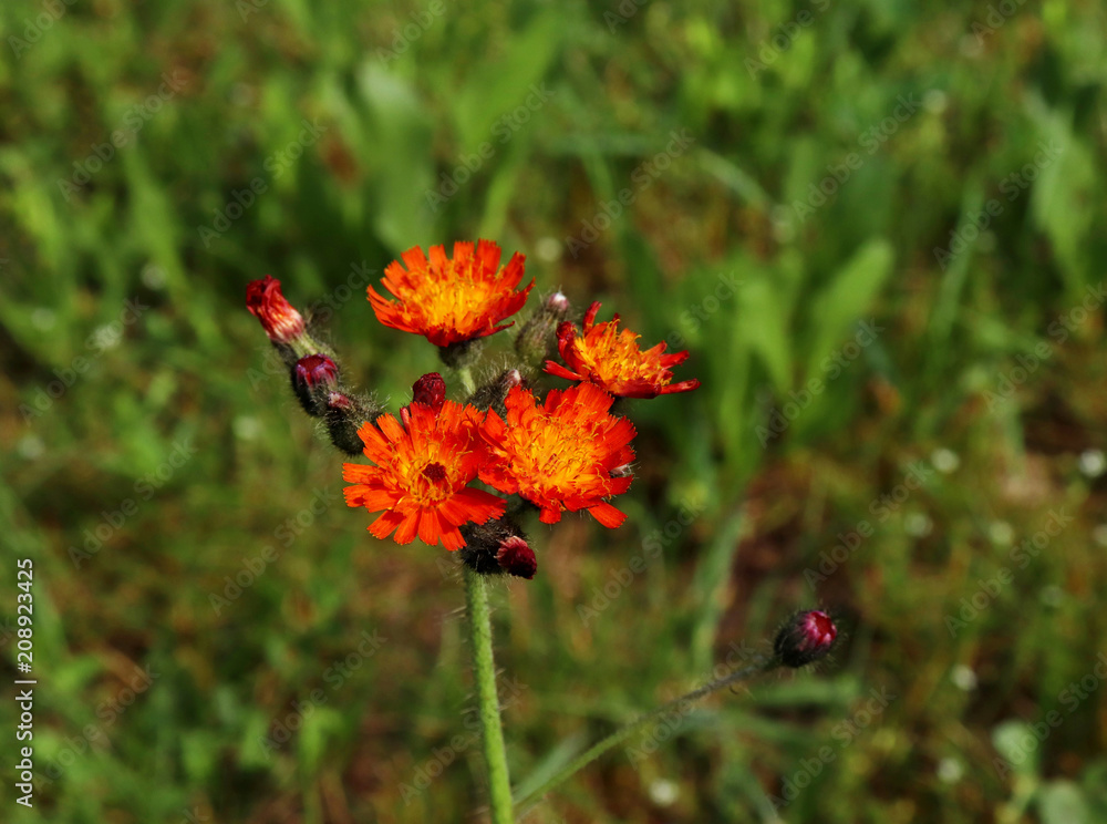 The lovely orange flowers of Pilosella aurantiaca Hieracium aurantiacum ...