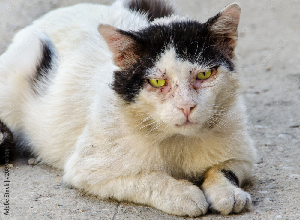 Old male cat with scars from dozens of street battles Stock Photo ...