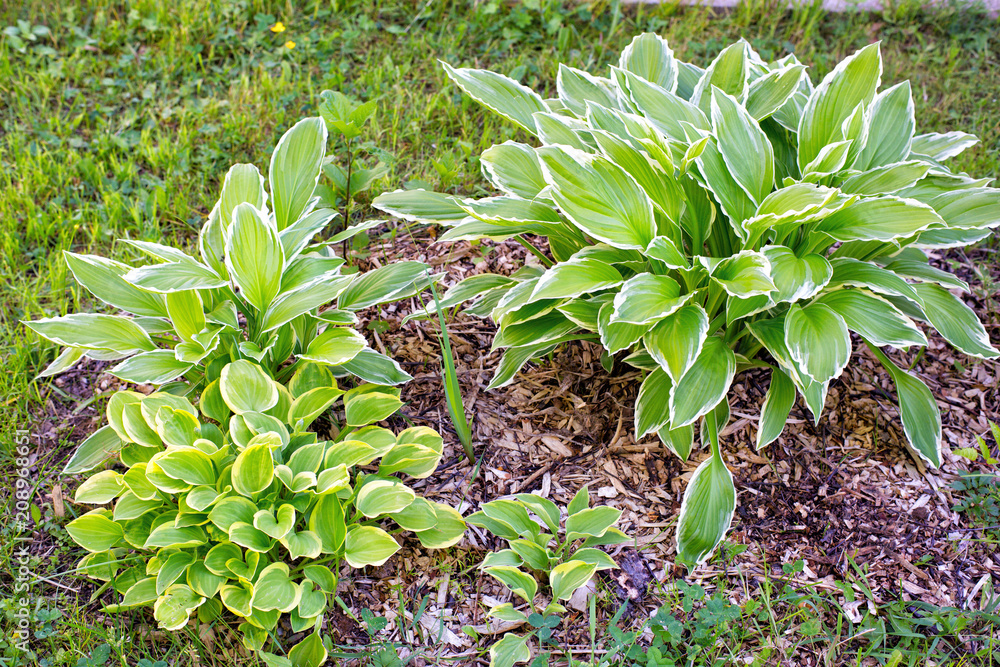 Collection of different hosta in the garden Stock Photo | Adobe Stock