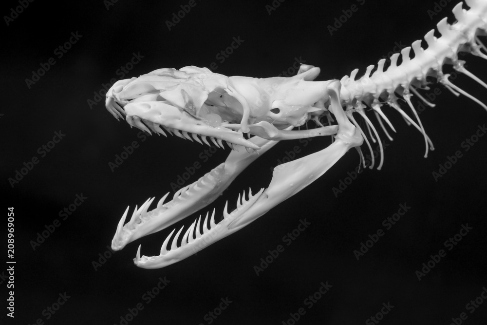Big snake skeleton at the black background. Stock Photo | Adobe Stock