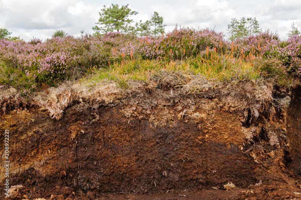 Cross-section of an Irish peat bog showing heather and plants on top ...